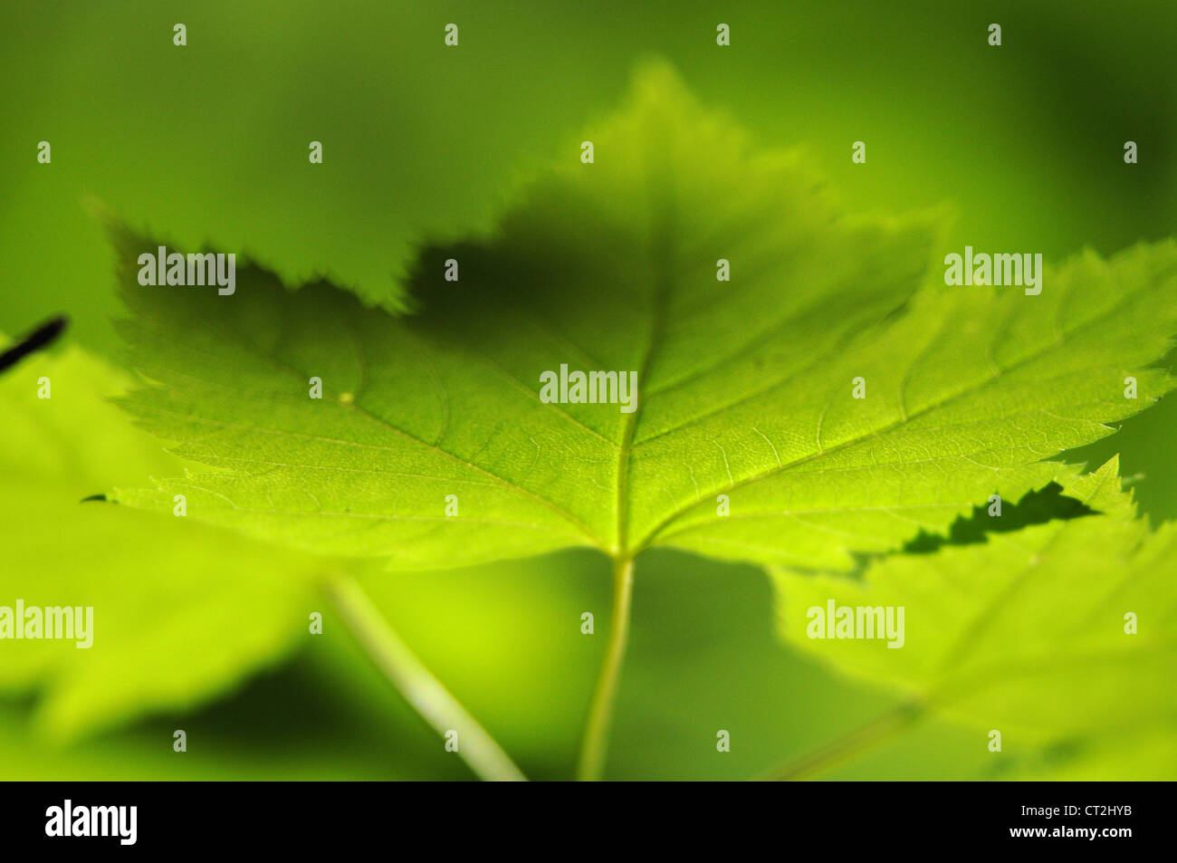 Maple leaf in summer Stock Photo - Alamy