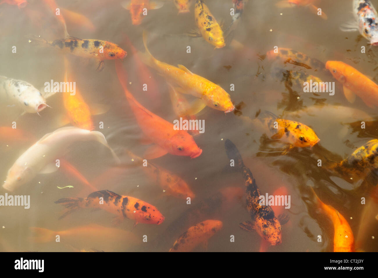 Cyprinus carpio haematopterus or koi carp in a feeding frenzy Stock ...