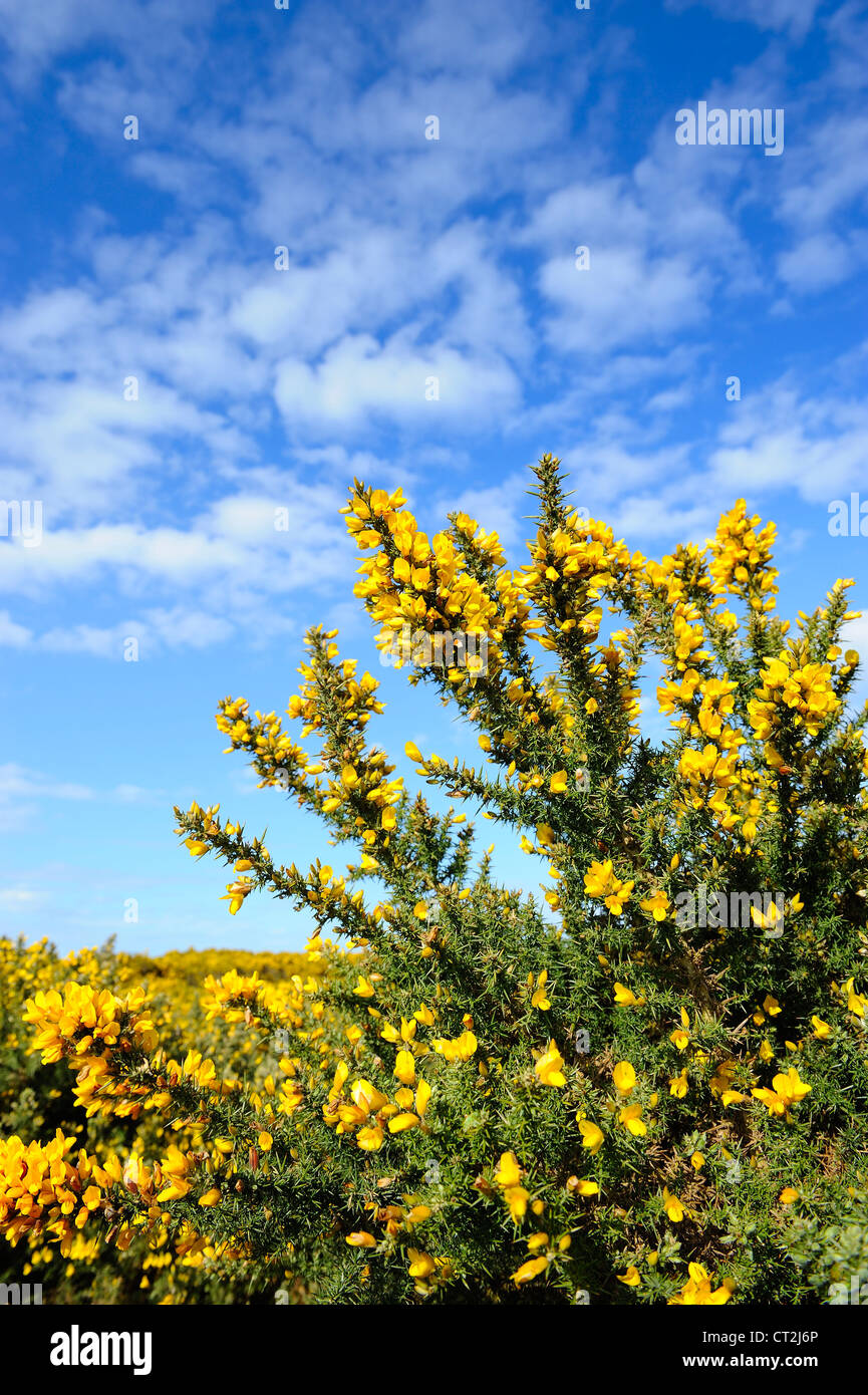 Flowering spikes of common gorse, Ulex europaeus, against blue sky ...