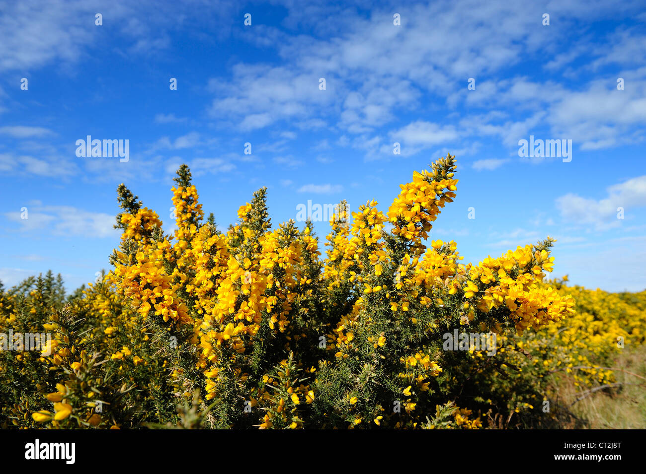 Ulex europaeus, Common Gorse, flowering on coastal heathland against ...