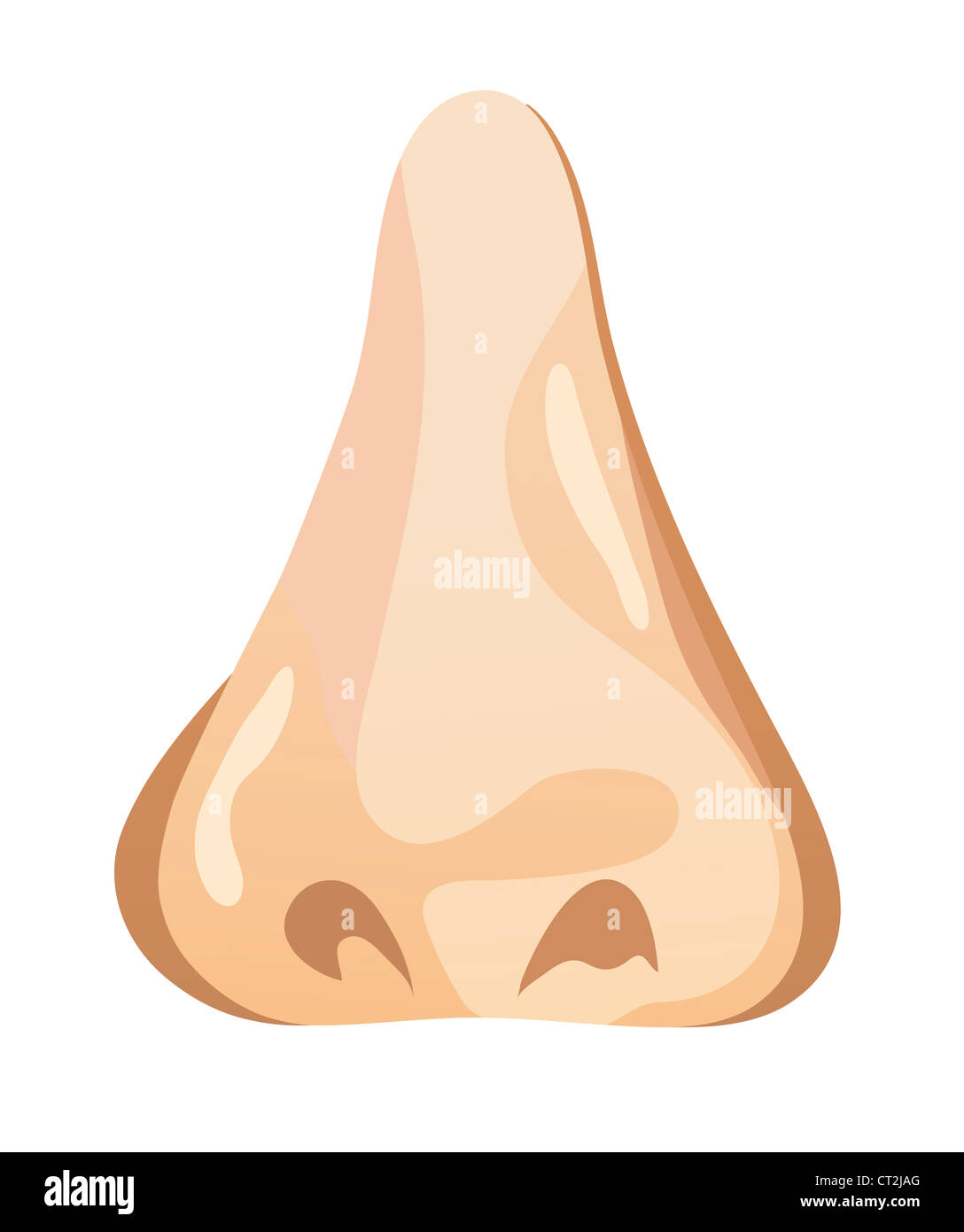 The illustration of a human nose. Vector illustration Stock Photo - Alamy