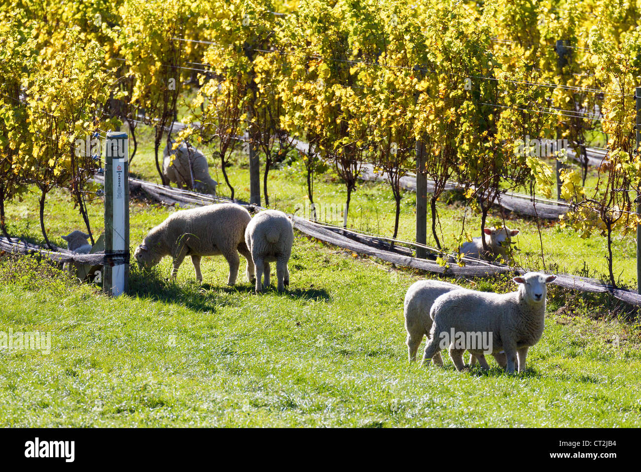 Sheep grazing in vineyard, Marlborough, New Zealand 2 Stock Photo - Alamy