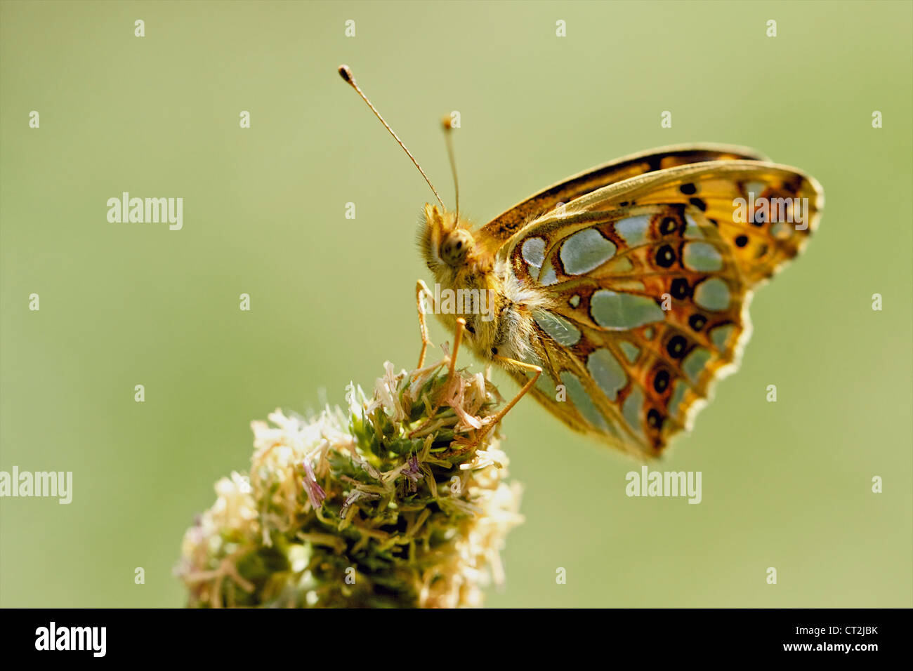Butterfly spain hi-res stock photography and images - Alamy