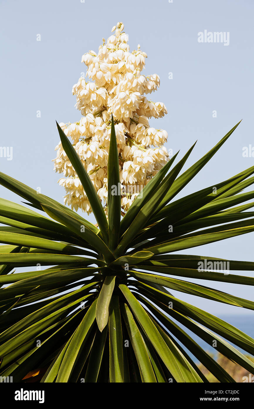 Yucca filamentosa, commonly known as Adam's needle in flower Stock ...