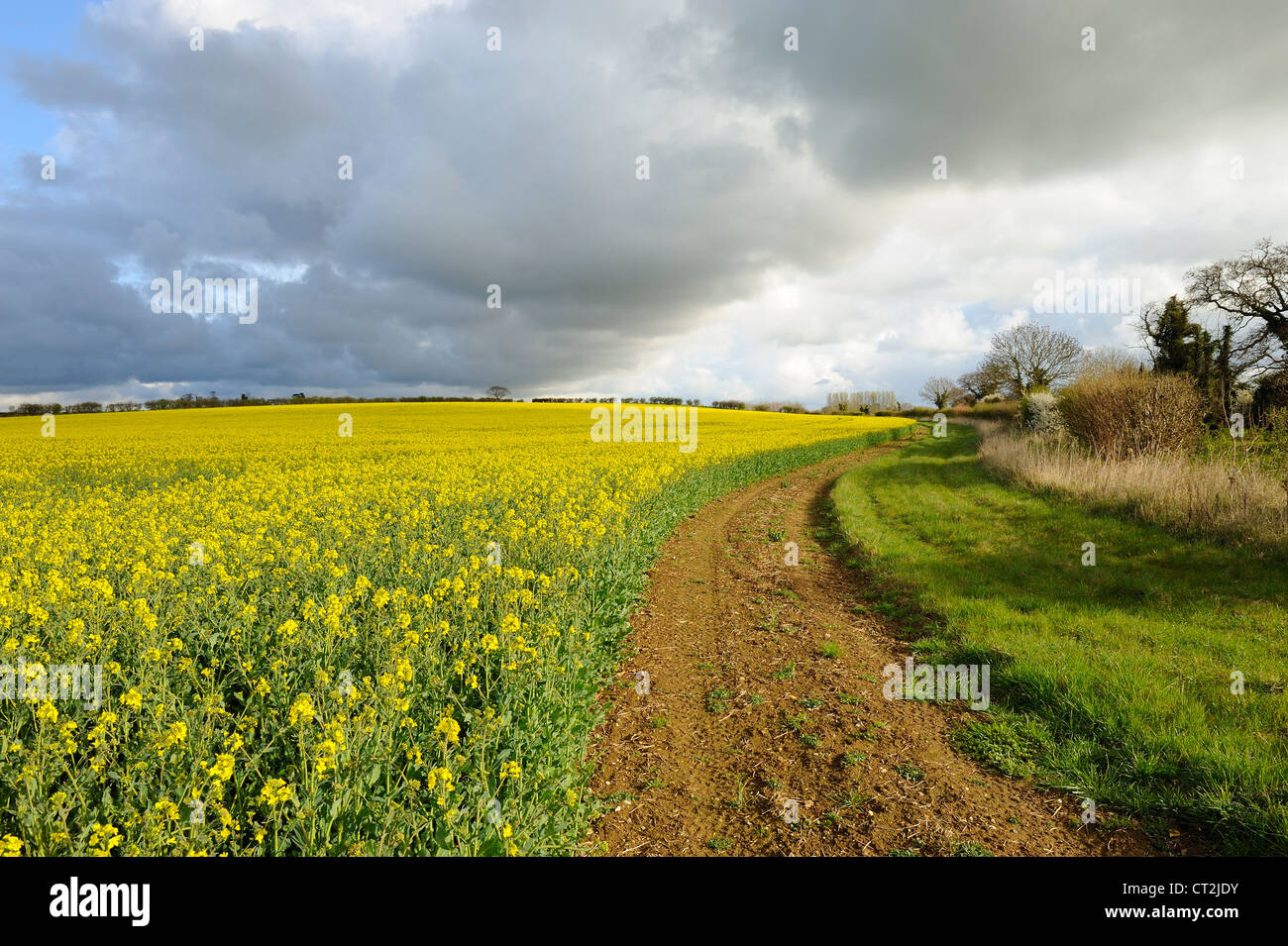 Field of oilseed rape showing field margin, (conservation headland) and ...