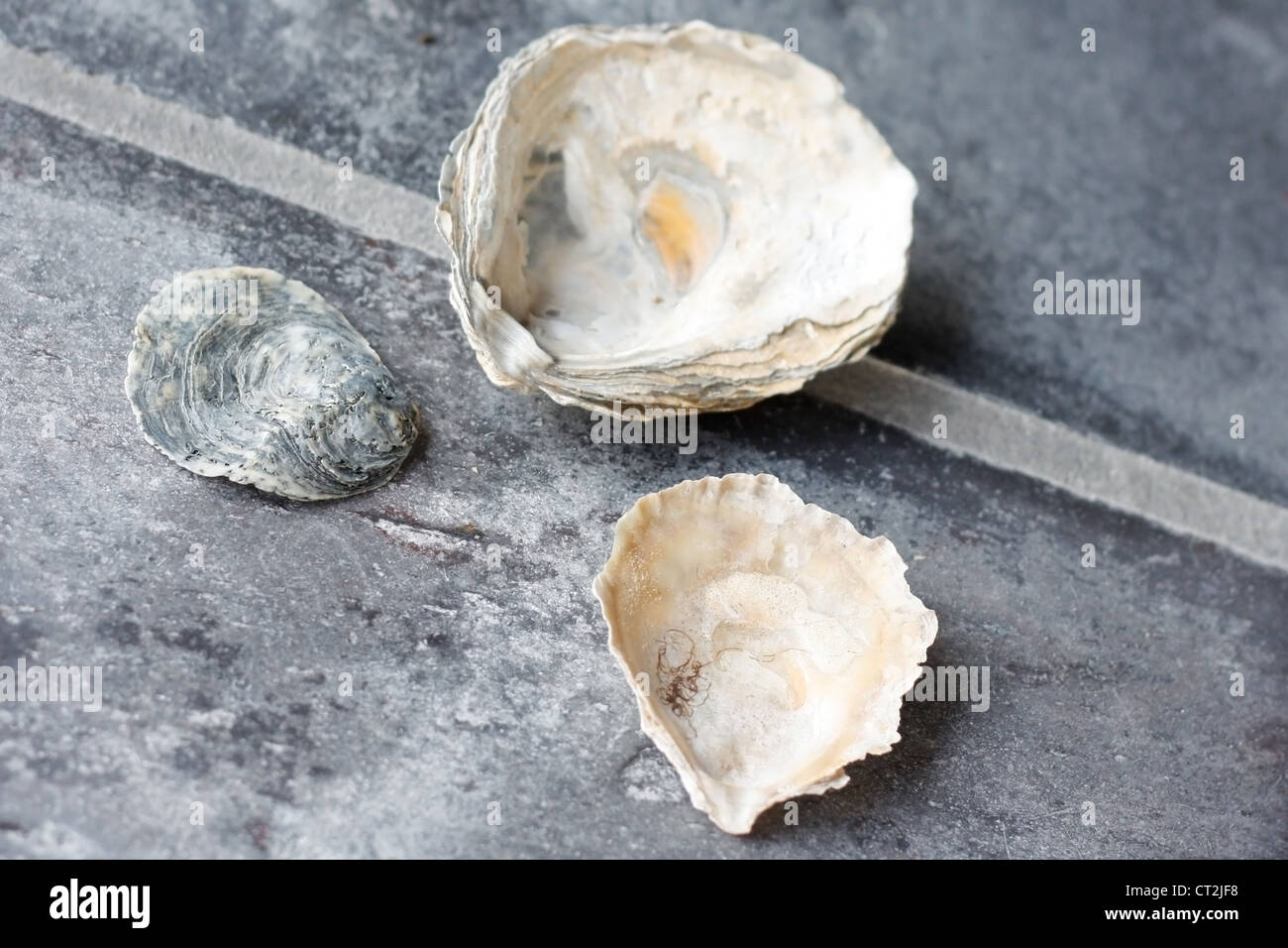 Creative sea shell photography hi-res stock photography and images - Alamy
