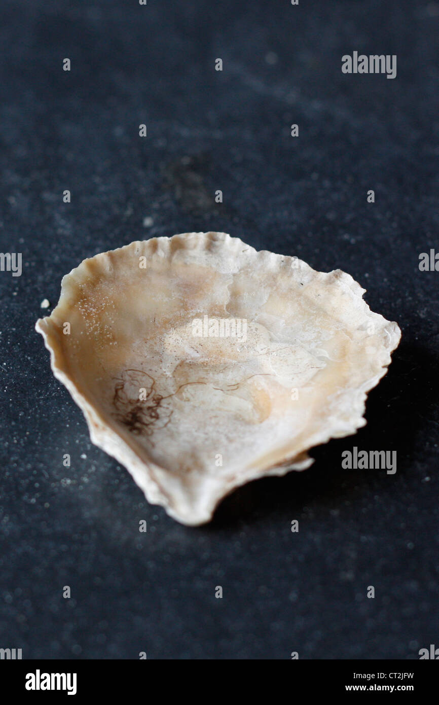 Creative sea shell photography hi-res stock photography and images - Alamy