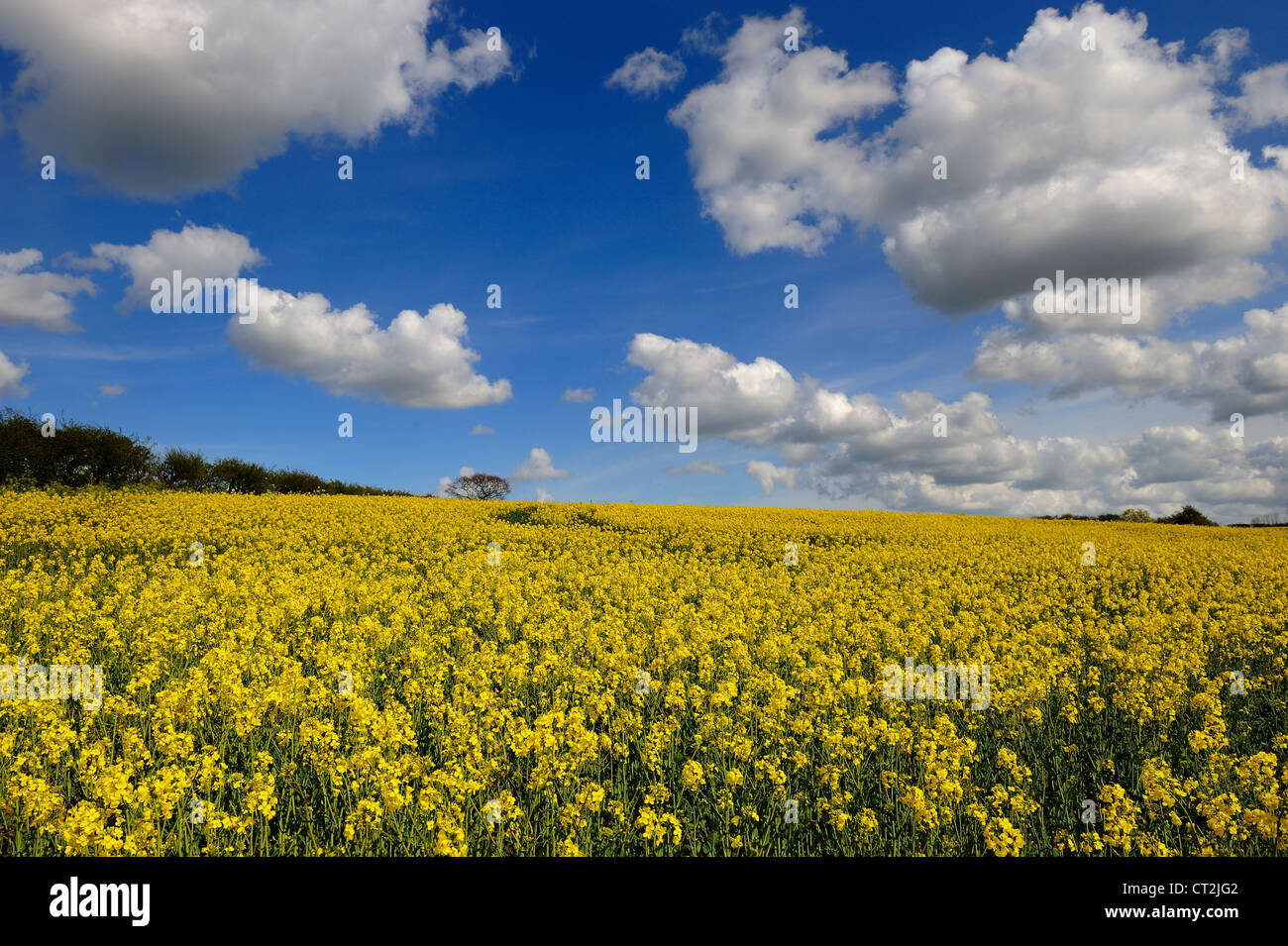 Field of oilseed rape, Norfolk, Uk, May Stock Photo - Alamy