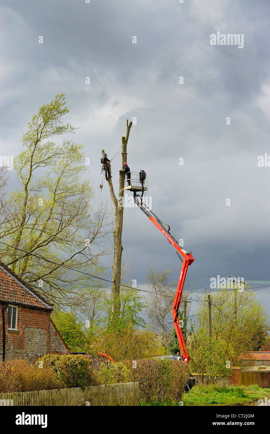 Tree surgery, tree surgeons dismantling dangerous tree from urban ...