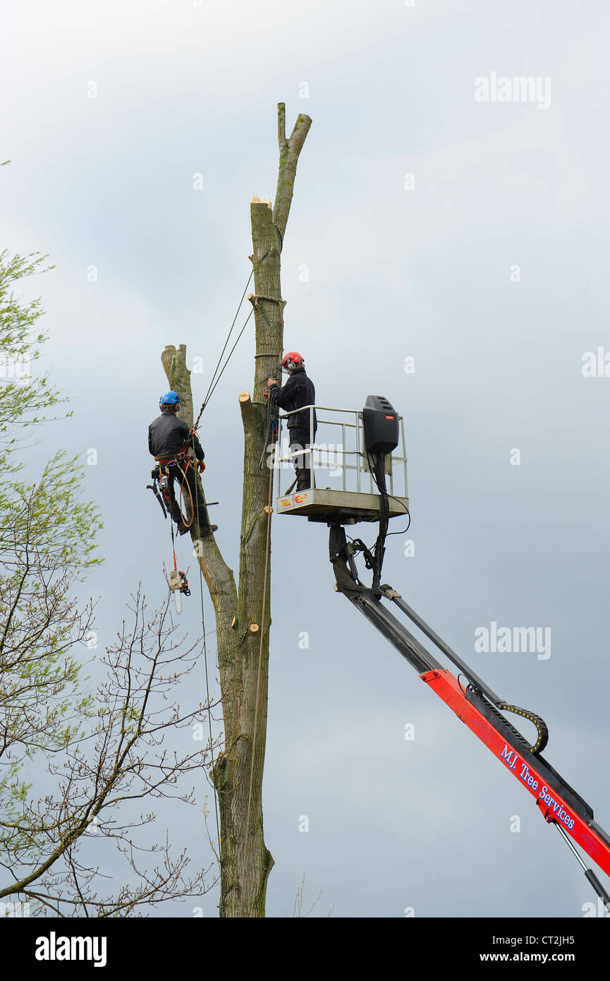 Tree surgery, tree surgeons dismantling dangerous tree from urban ...