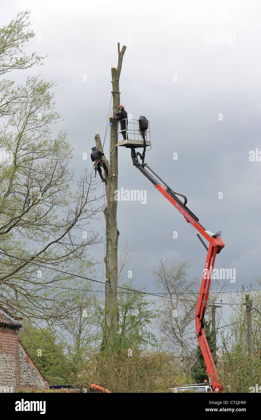 Tree surgery, tree surgeons dismantling dangerous tree from urban ...