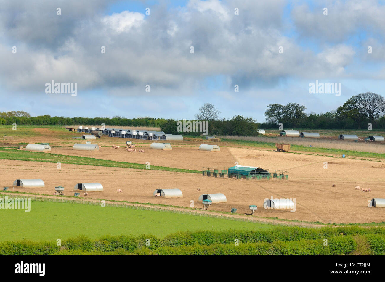 UK Farming, commercial pig farm showing movable arcs, Norfolk, UK, May ...