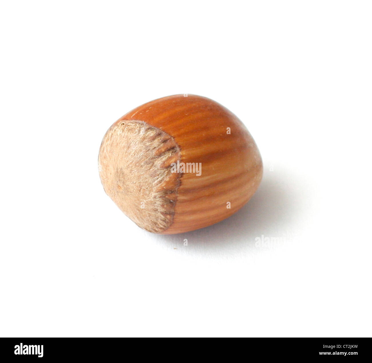 Hazelnut core hi-res stock photography and images - Alamy