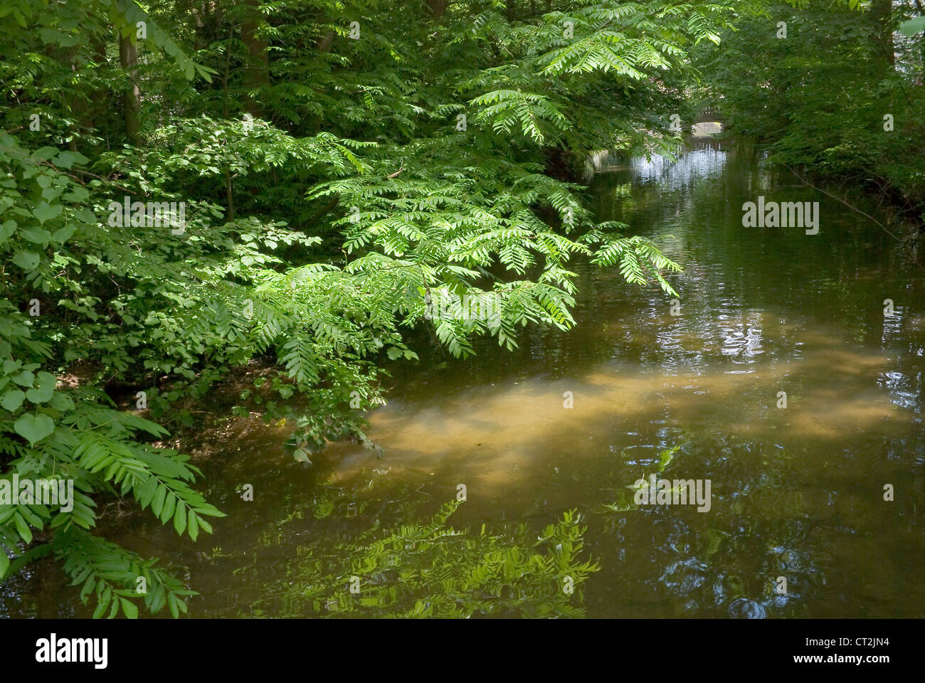 Stream in leafy forest hi-res stock photography and images - Alamy