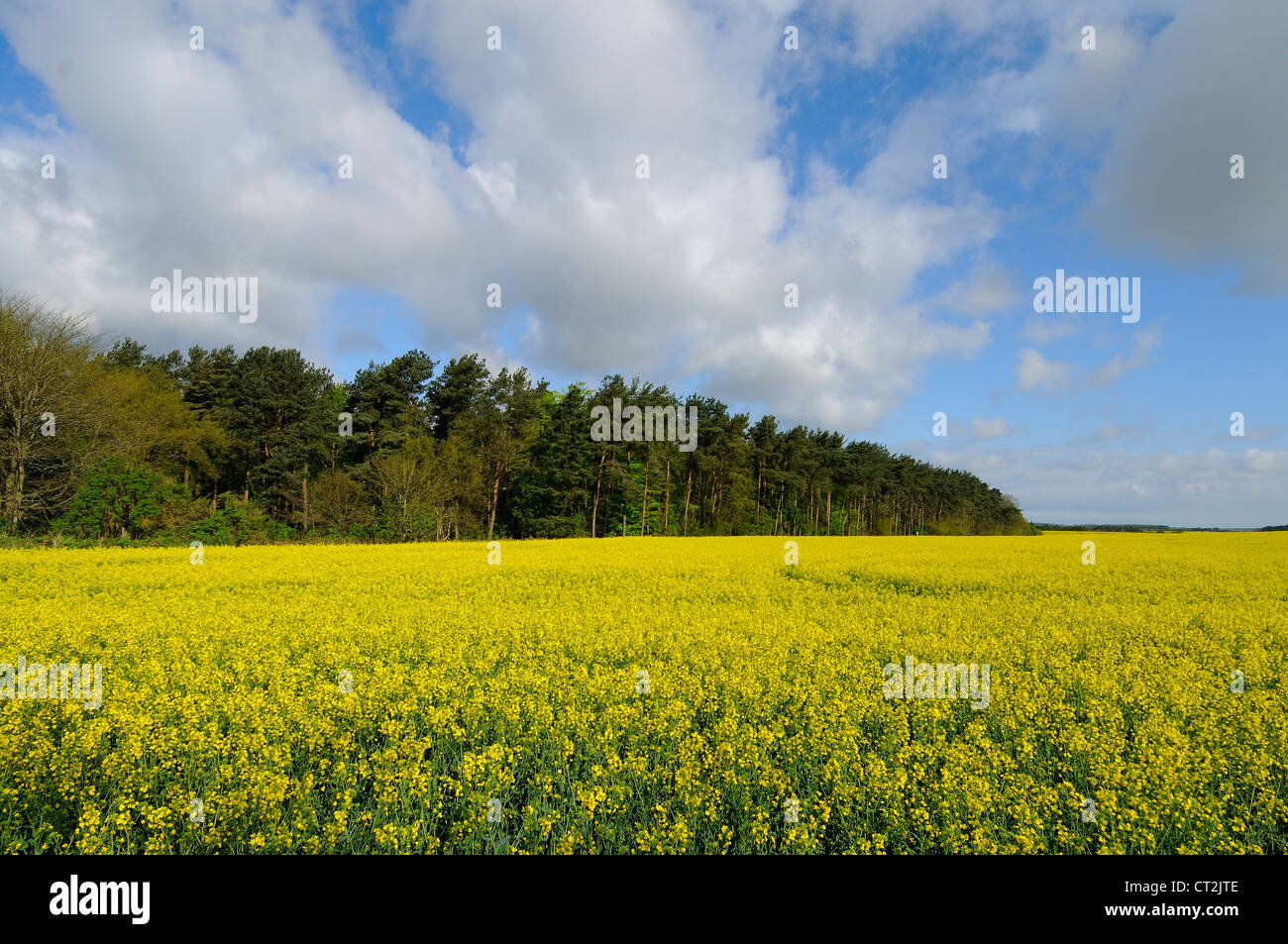 Field of Oilseed rape in flower with coniferous woodland belt in ...