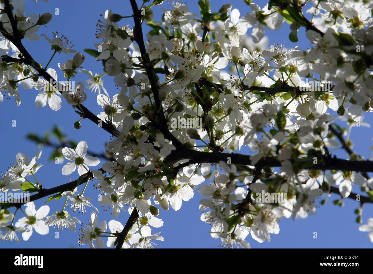 Close up of fruit flowers in the earliest springtime Stock Photo - Alamy