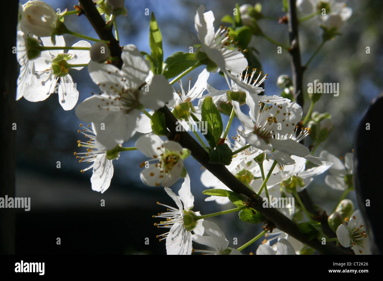 Close up of fruit flowers in the earliest springtime Stock Photo - Alamy