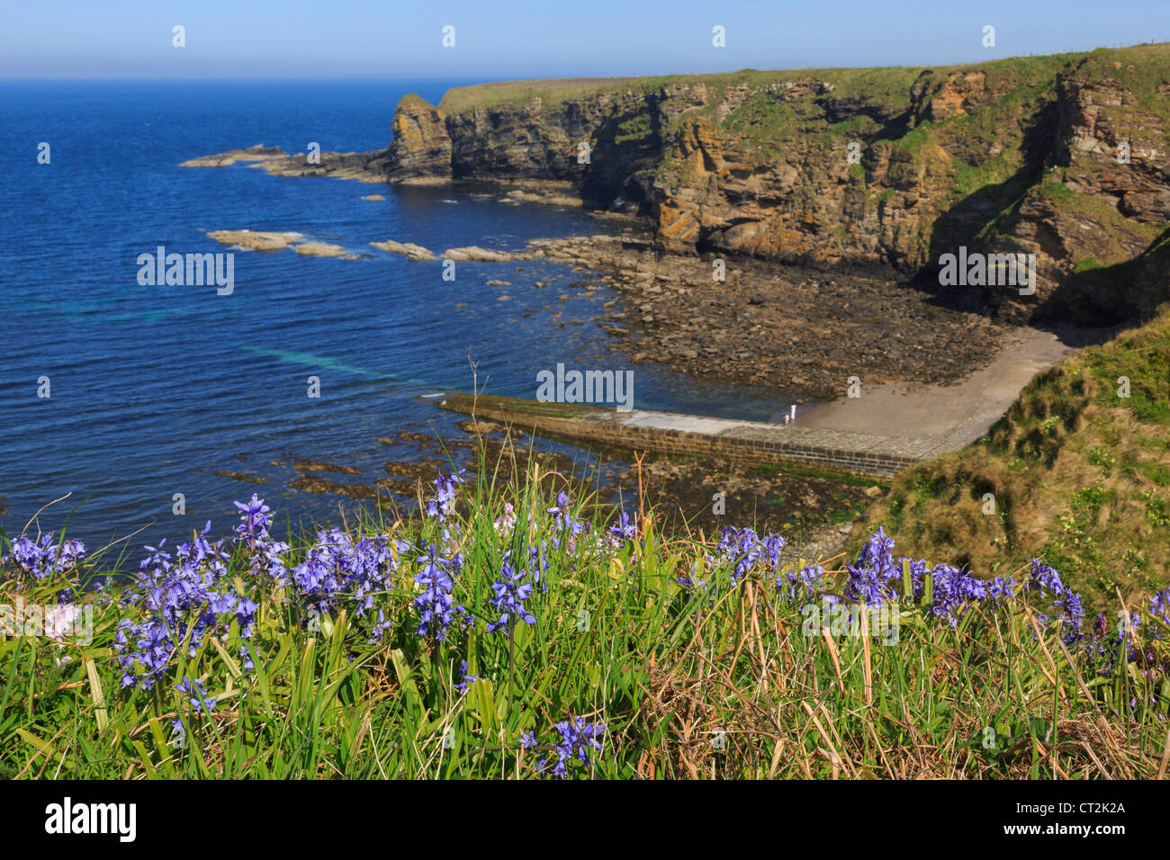 View east along rocky coastline from Dunnet Head with Bluebell flowers ...