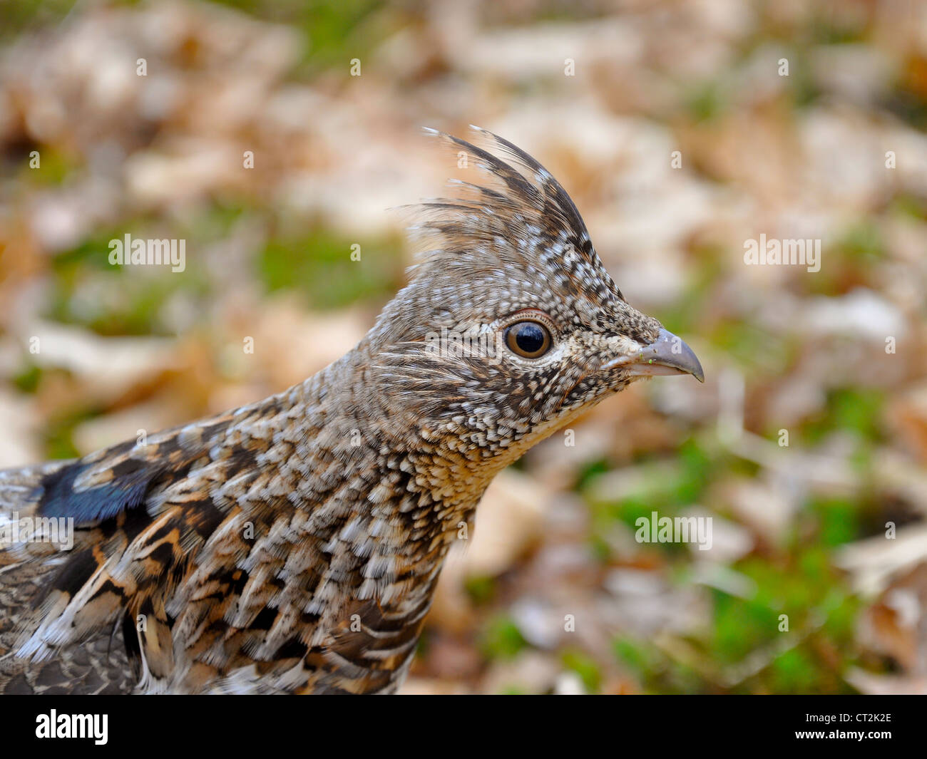 Ruffed Grouse Male Stock Photo - Alamy