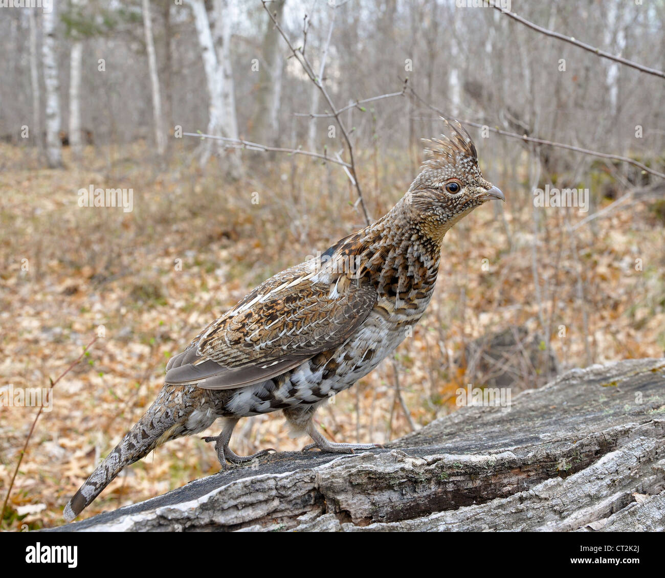 Ruffed Grouse MAle Stock Photo - Alamy
