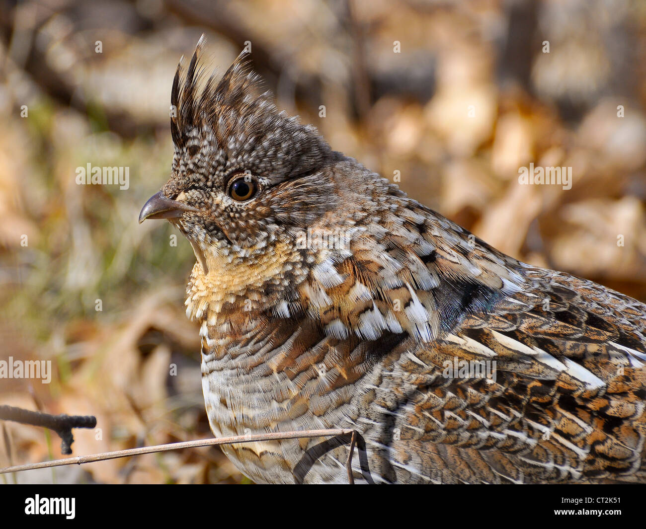 Ruffed Grouse Male Stock Photo - Alamy