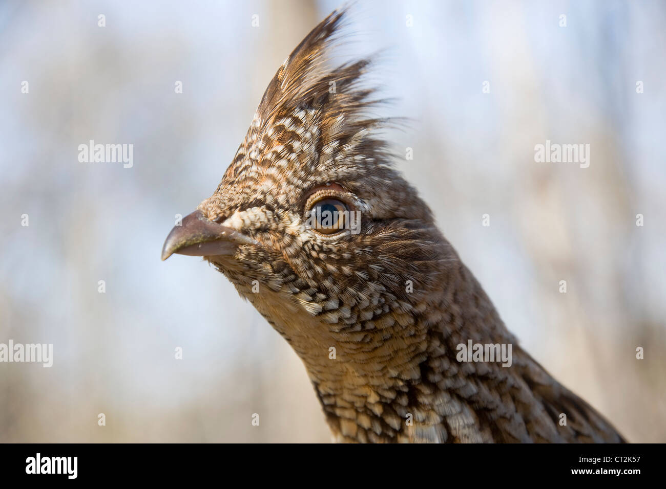 Ruffed Grouse Head Shot Stock Photo - Alamy