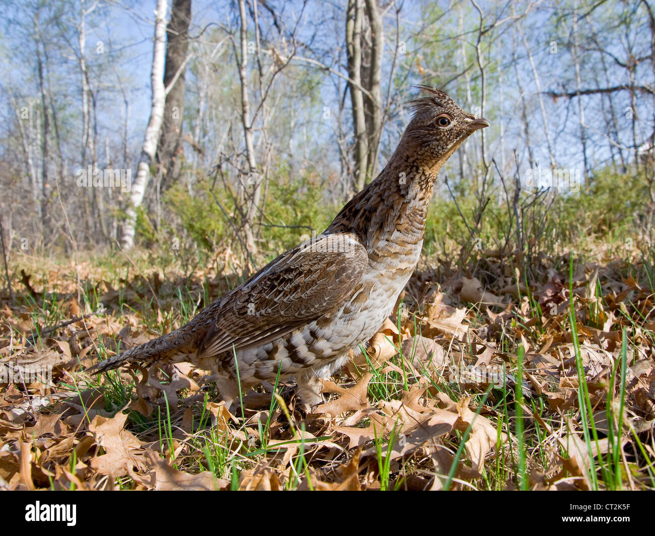 Ruffed Grouse Male Stock Photo - Alamy