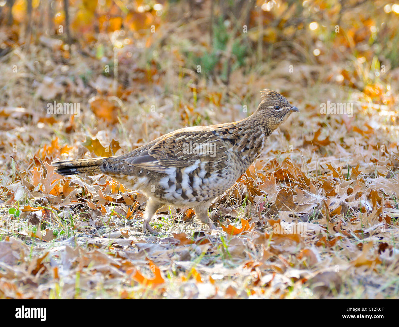 Female Ruffed Grouse Stock Photo - Alamy