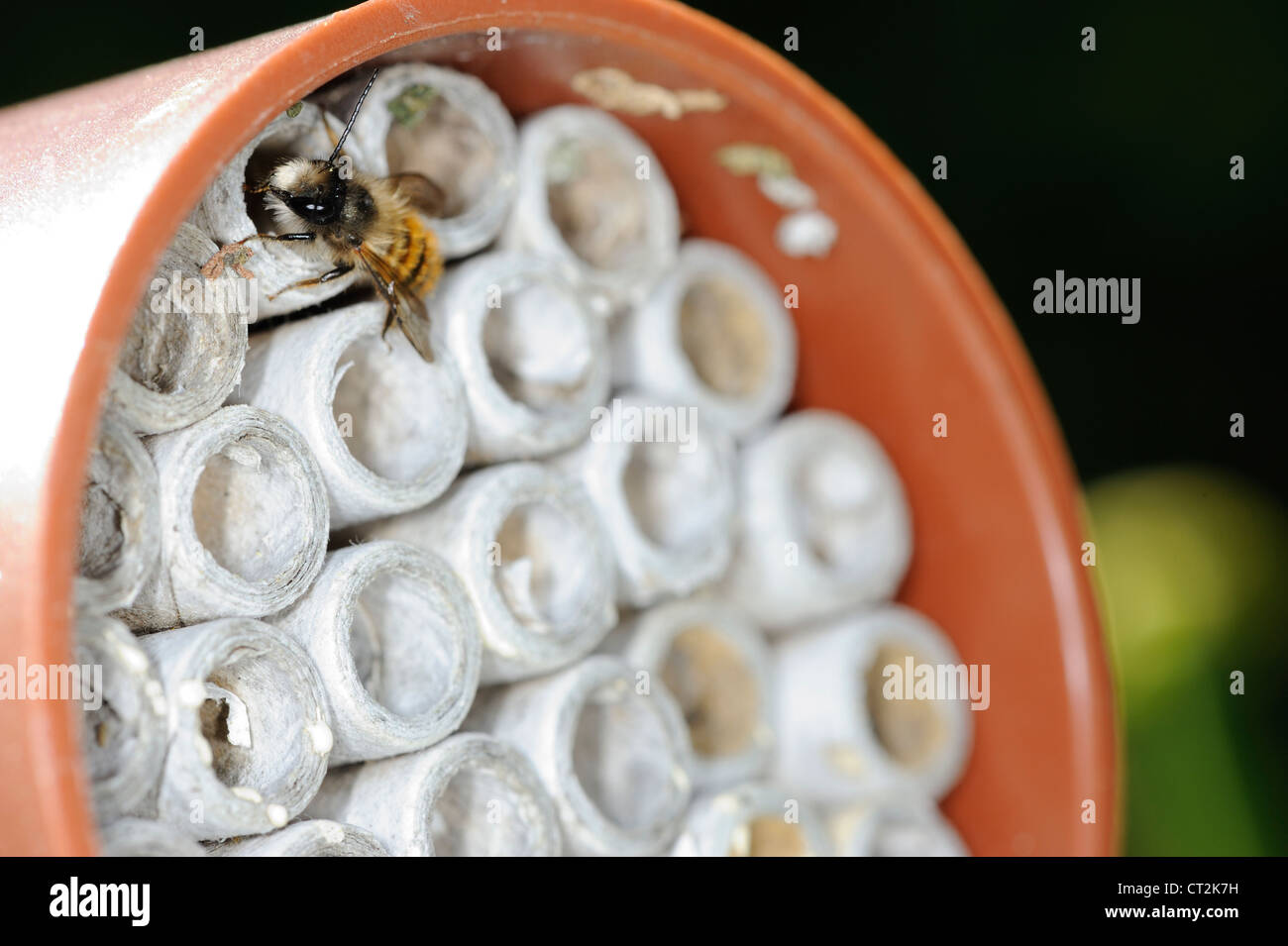Red mason bee entering, purpose made nesting chambers, England, June ...