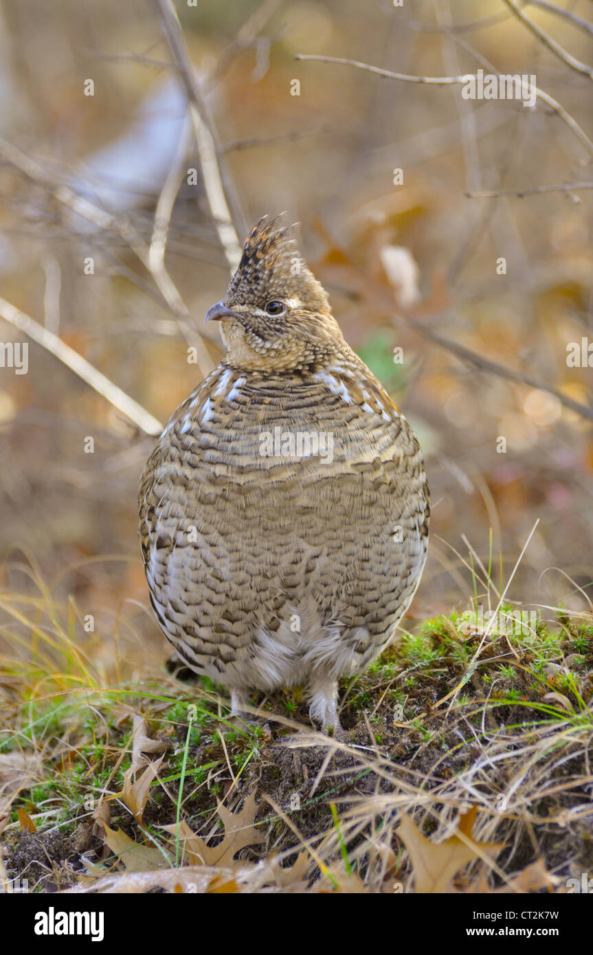 Ruffed Grouse Female Stock Photo - Alamy