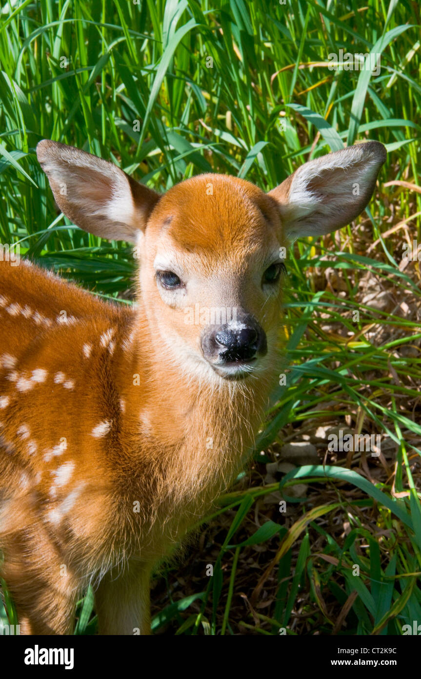 New Born Wild Whitetail Deer in heavy cover Stock Photo - Alamy