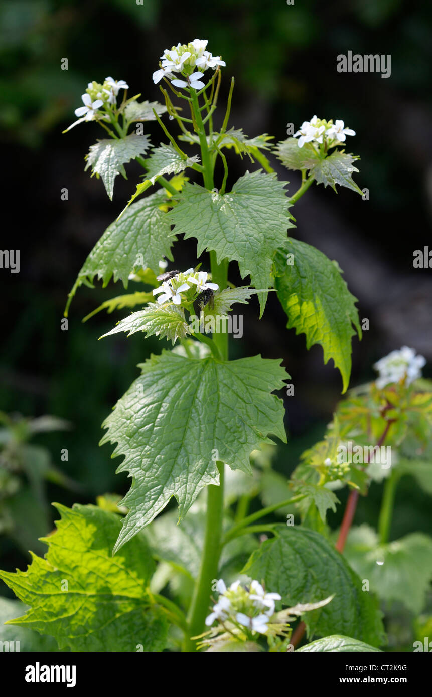 Garlic Mustard, alliaria petiolata, in full flower, Norfolk, England ...