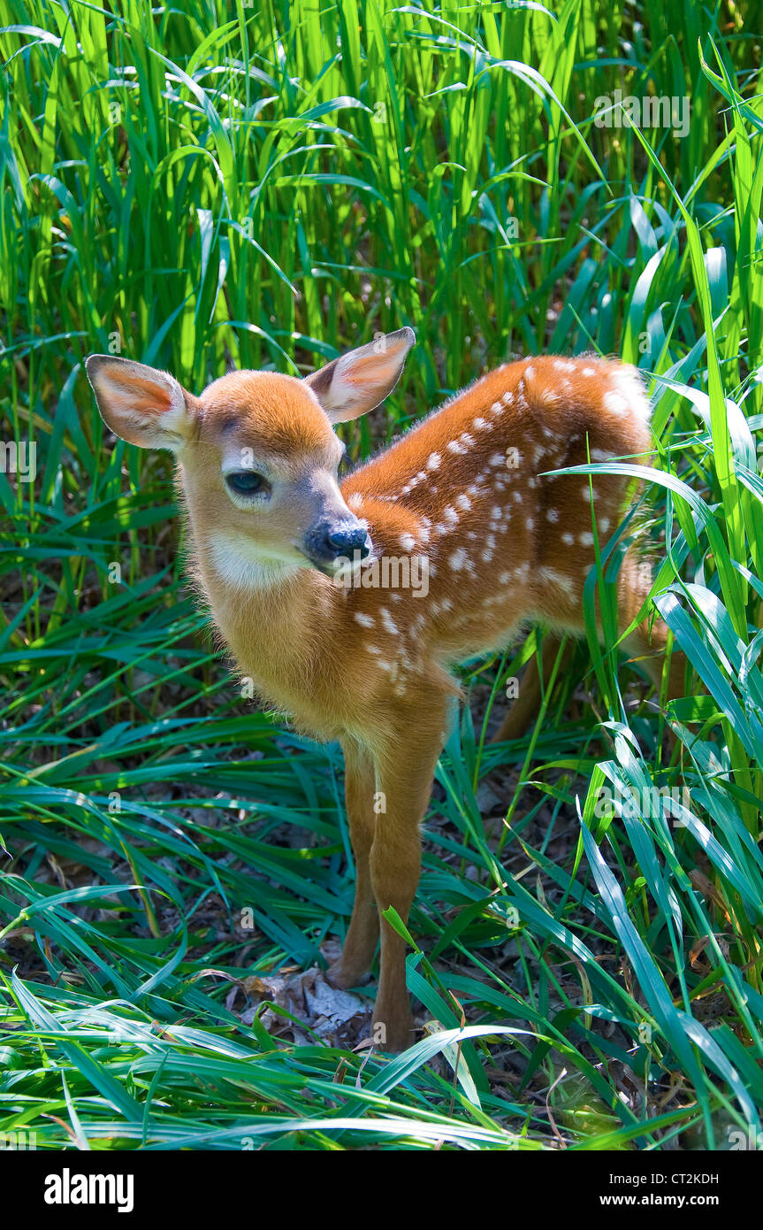 New Born Wild Whitetail Deer in heavy cover Stock Photo - Alamy