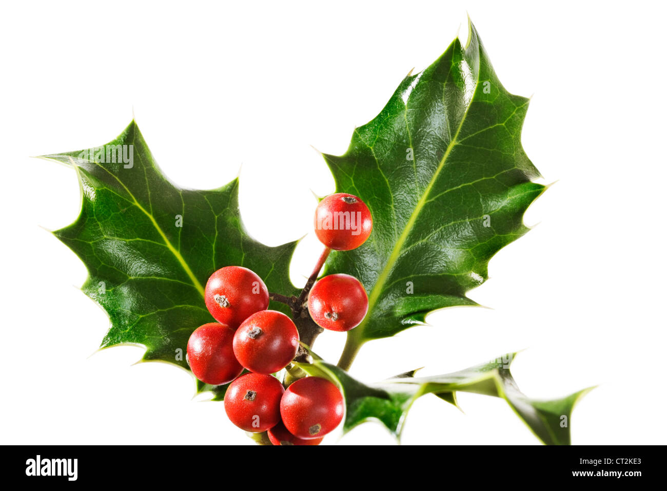 Holly Branch High Resolution Stock Photography and Images - Alamy