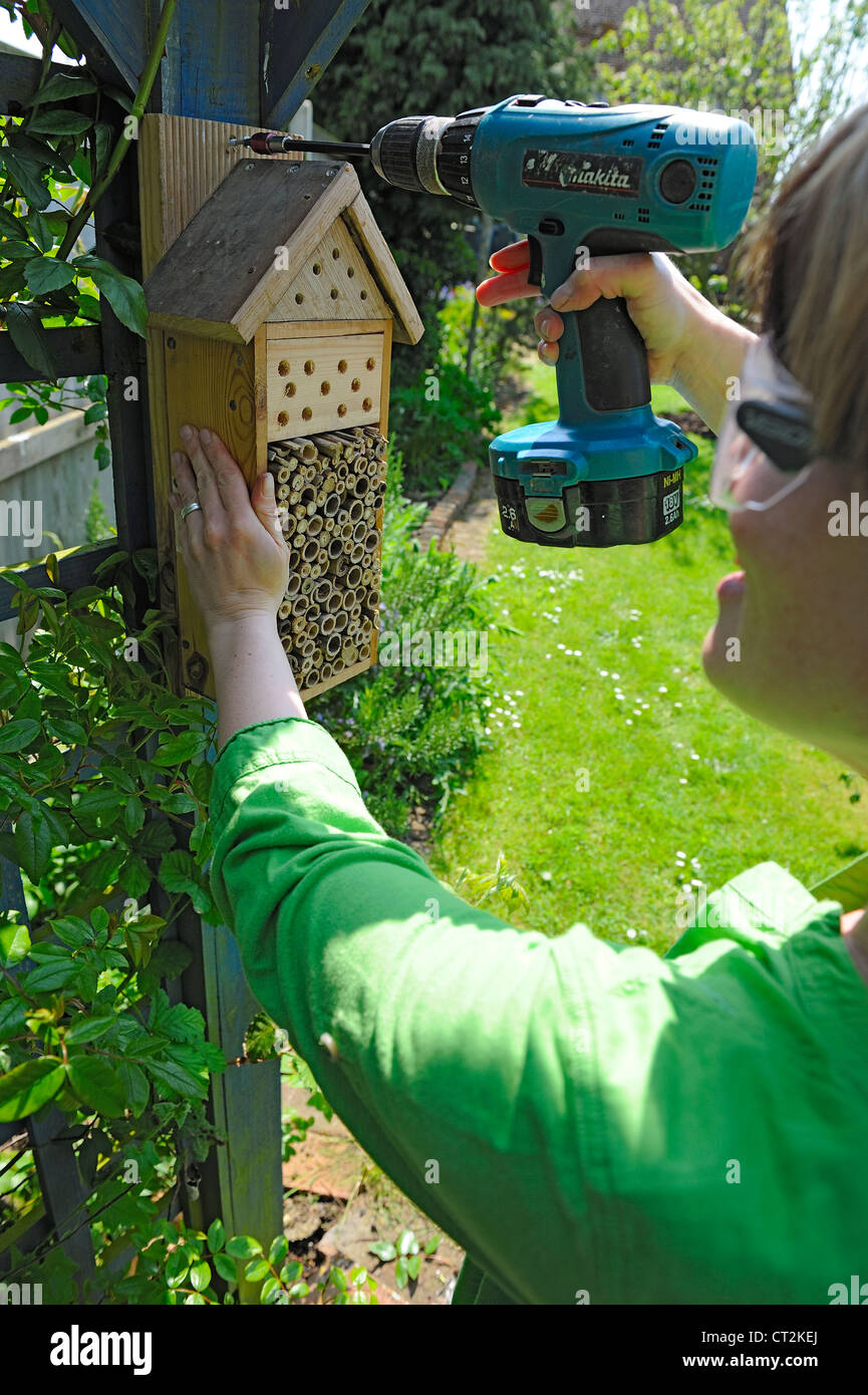 Woman attaching bug box to garden pergola, Norfolk, UK, May Stock Photo ...