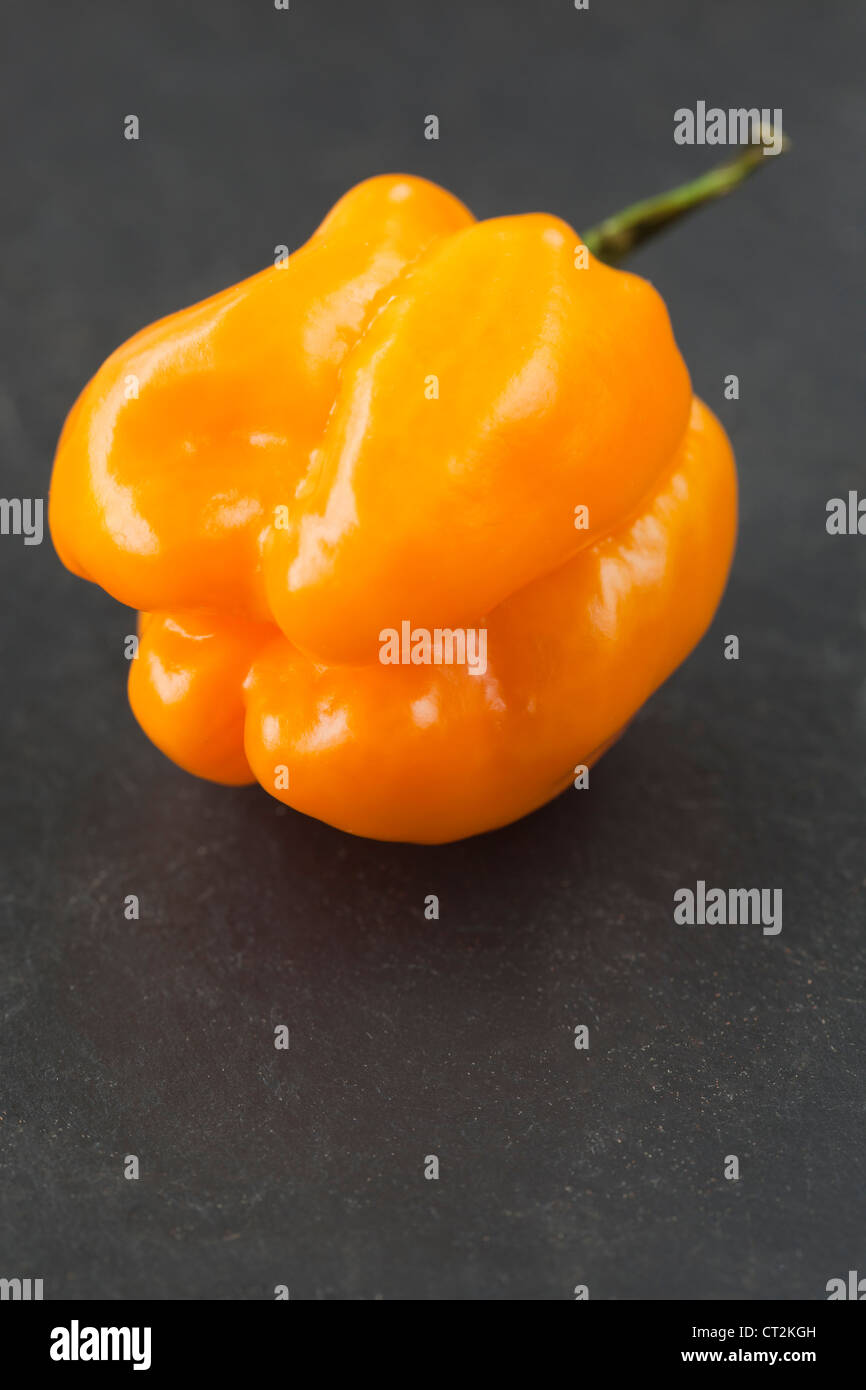 Yellow Scotch Bonnet Chilli Pepper Stock Photo - Alamy