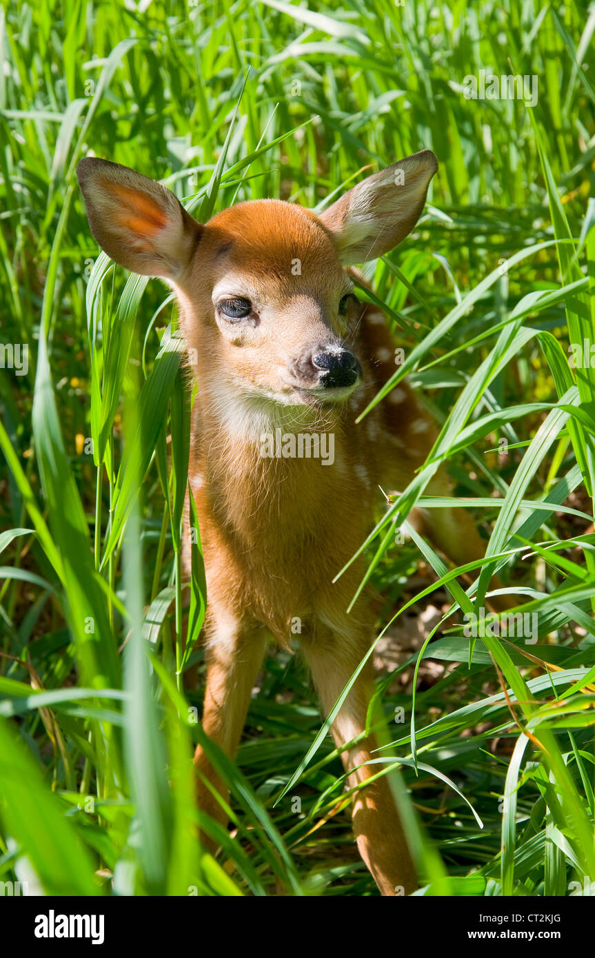 New Born Wild Whitetail Deer in heavy cover Stock Photo - Alamy