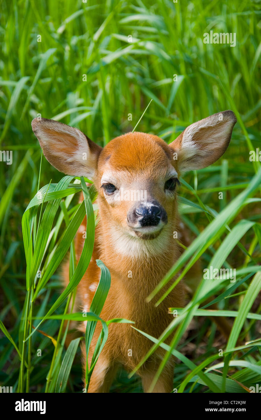 New Born Wild Whitetail Deer in heavy cover Stock Photo - Alamy