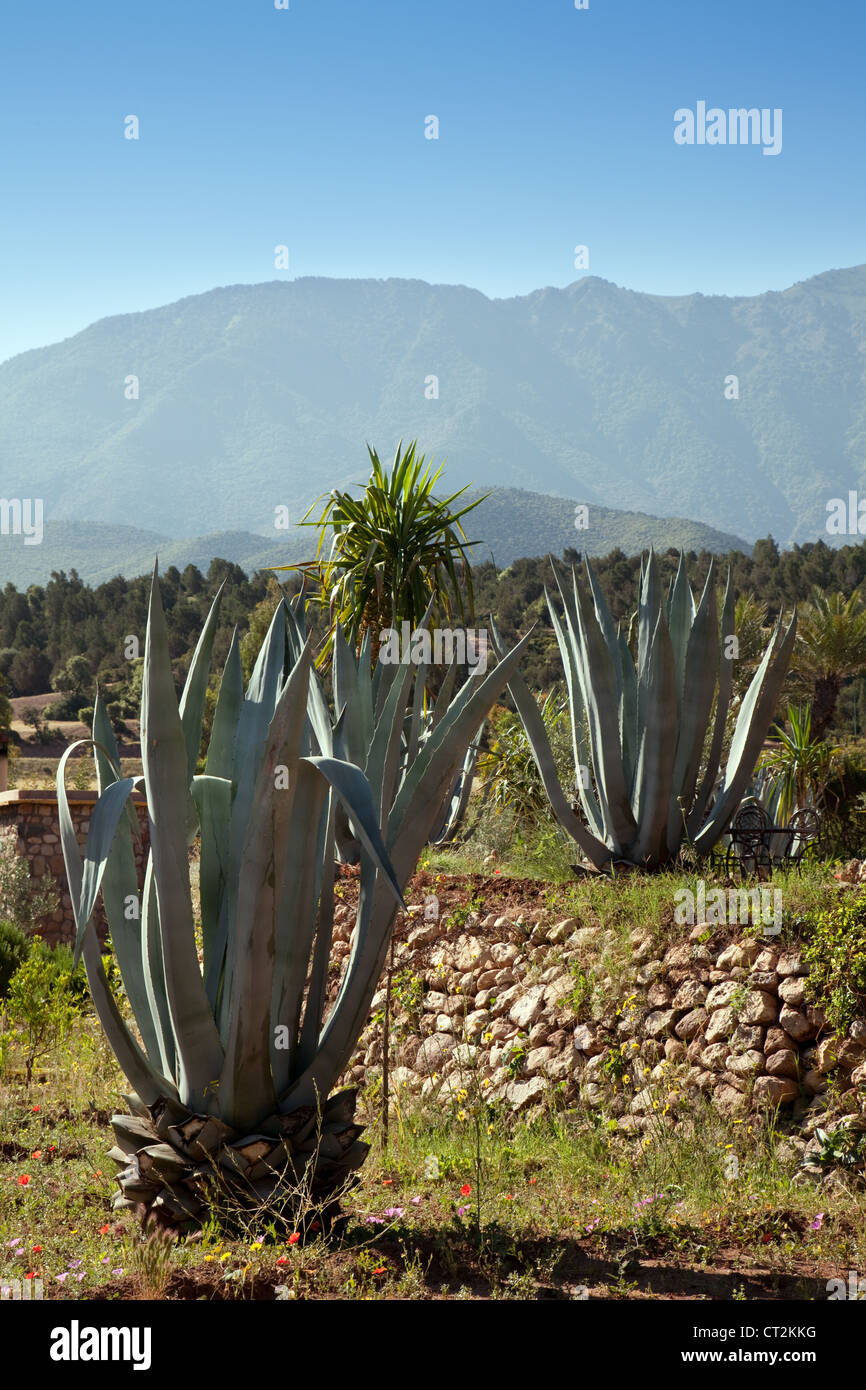 Atlas mountain region hi-res stock photography and images - Alamy