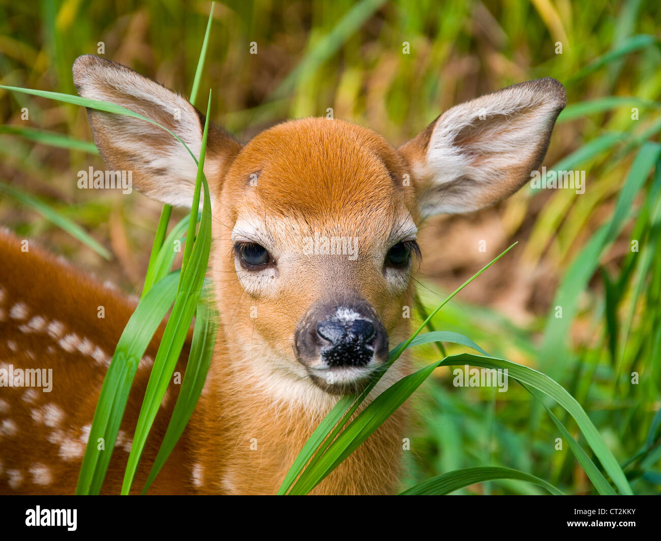 Whitetail Fawn Background