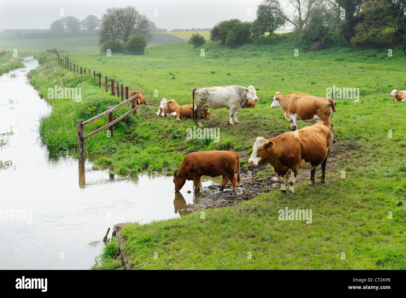 Beef Cattle on grazing meadows by the banks of the River Stiffkey ...
