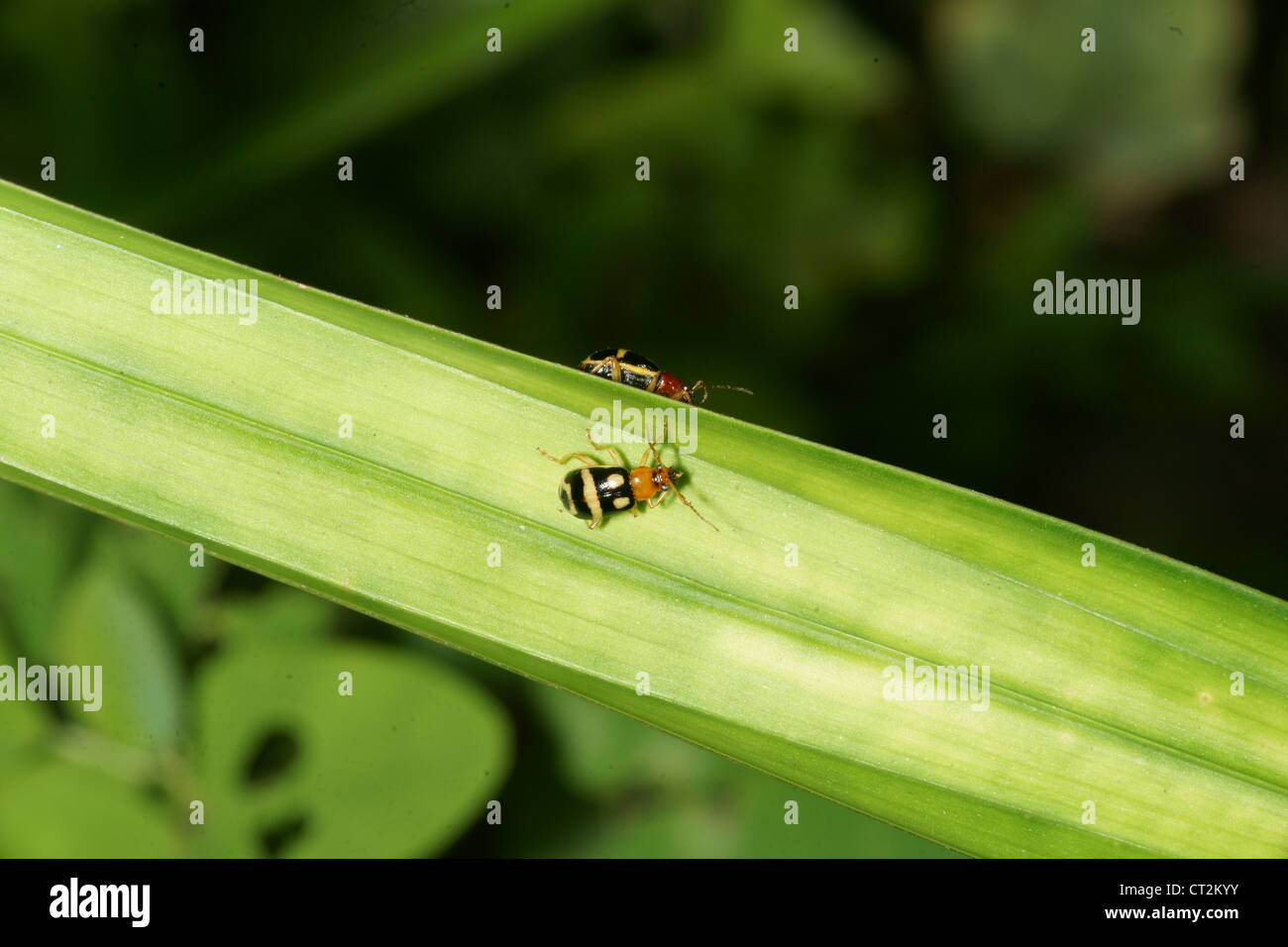 Shield beetles hi-res stock photography and images - Alamy