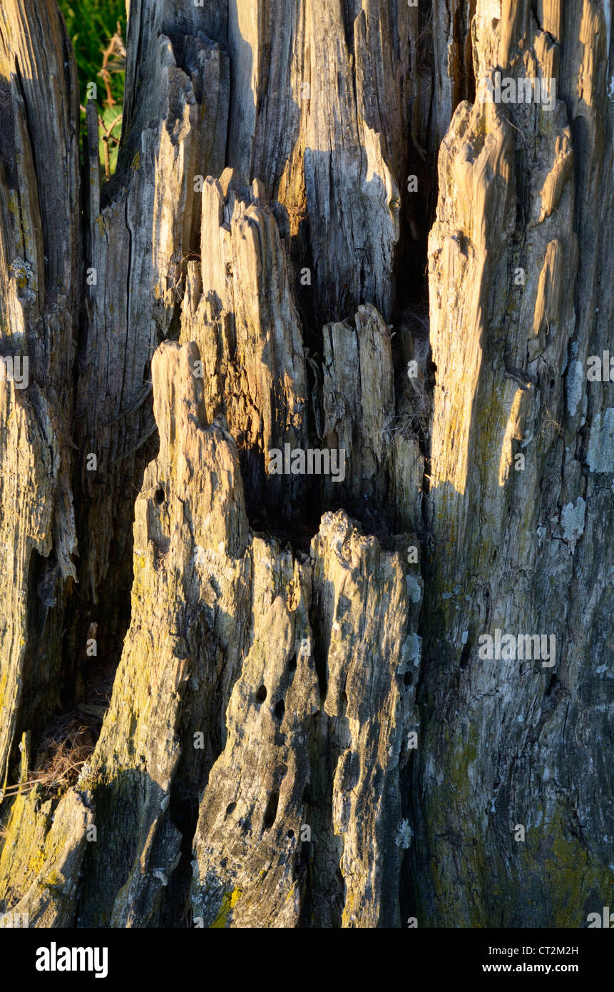 rotten tree stump Stock Photo - Alamy
