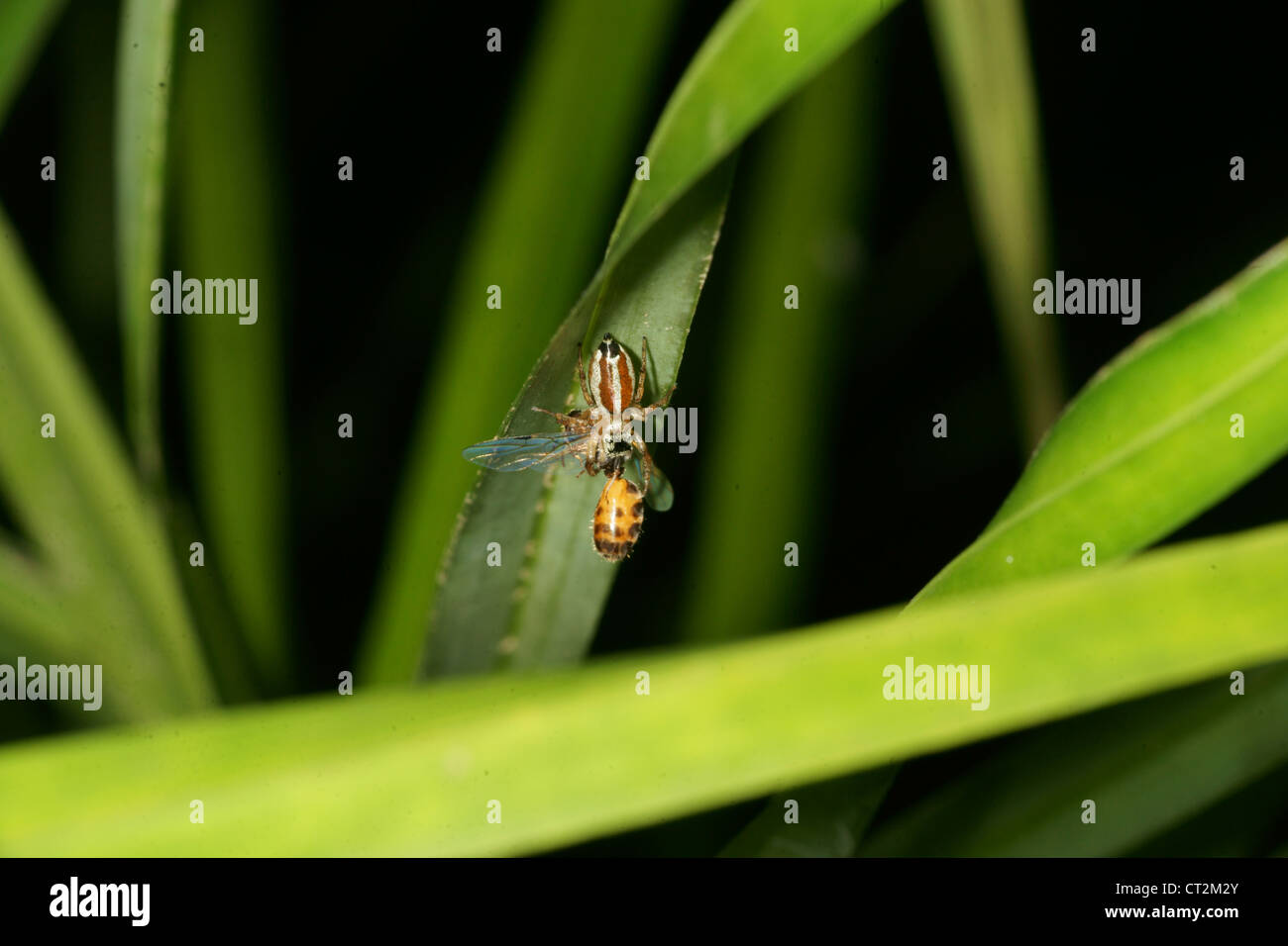 Jumping spider with bee prey Stock Photo - Alamy