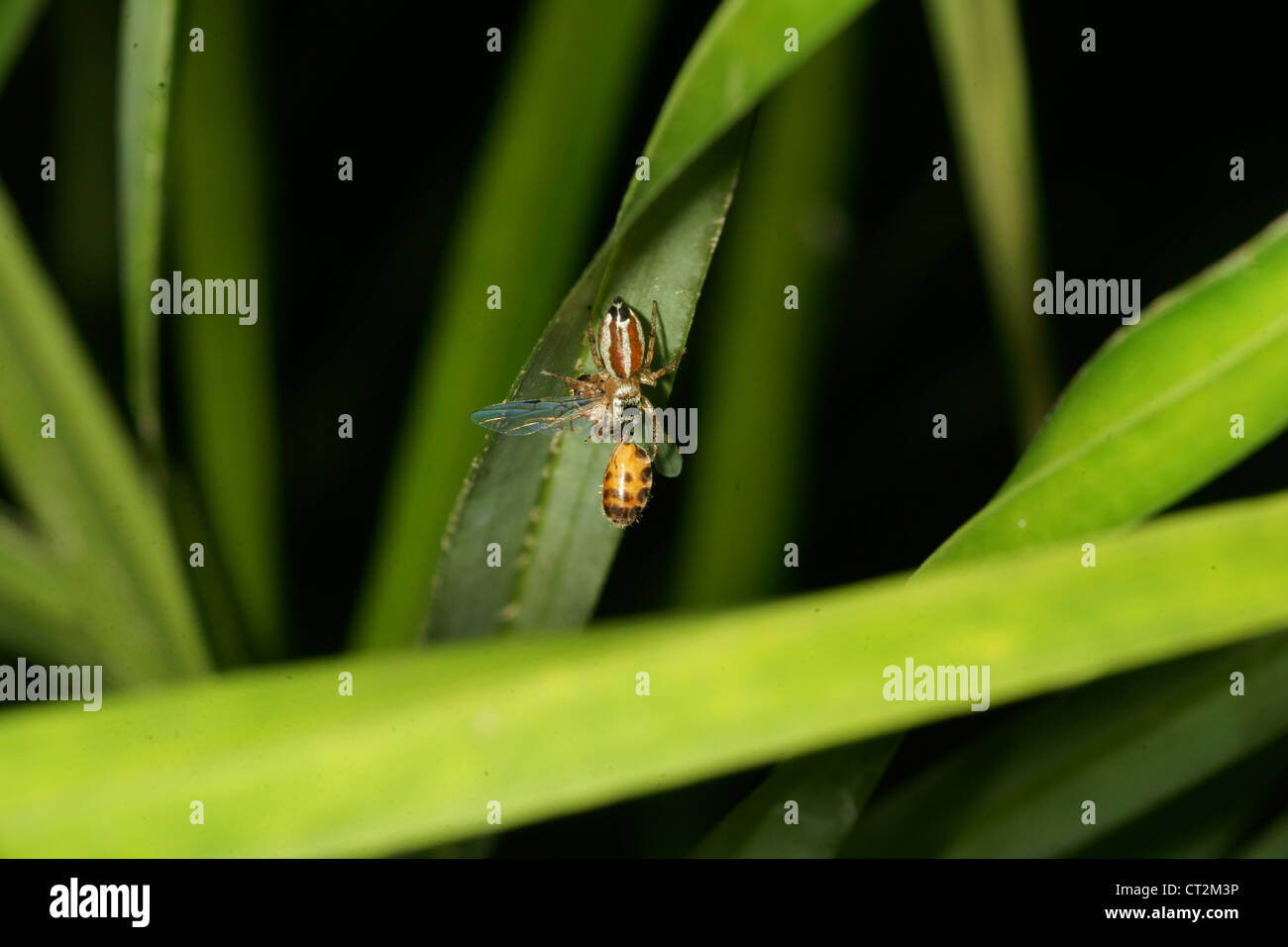 Jumping spider with bee prey Stock Photo - Alamy