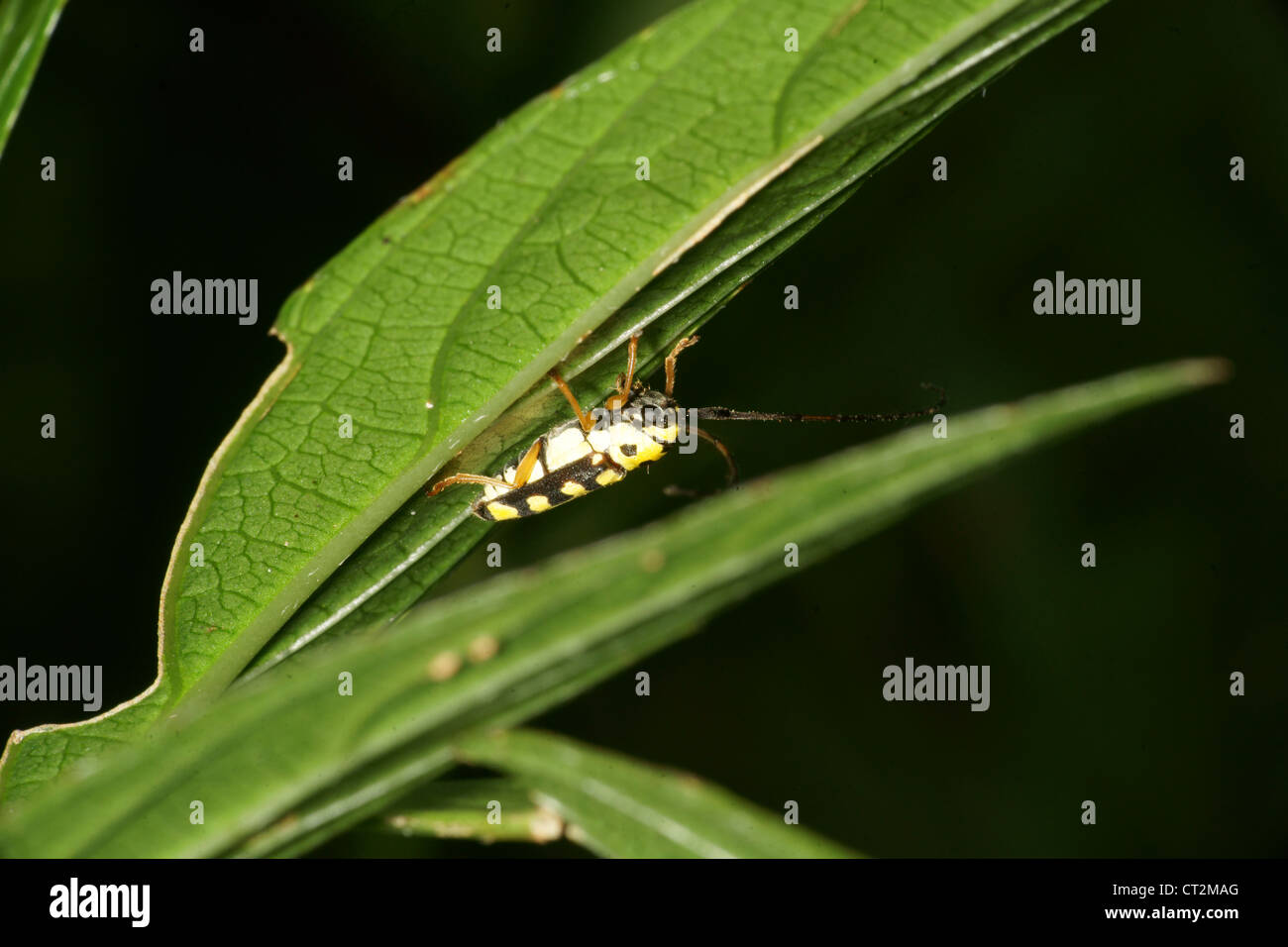 Yellow spotted black beetle Stock Photo - Alamy