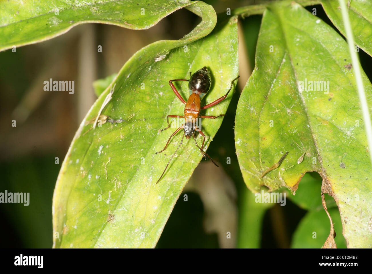 Spiny ant hi-res stock photography and images - Alamy