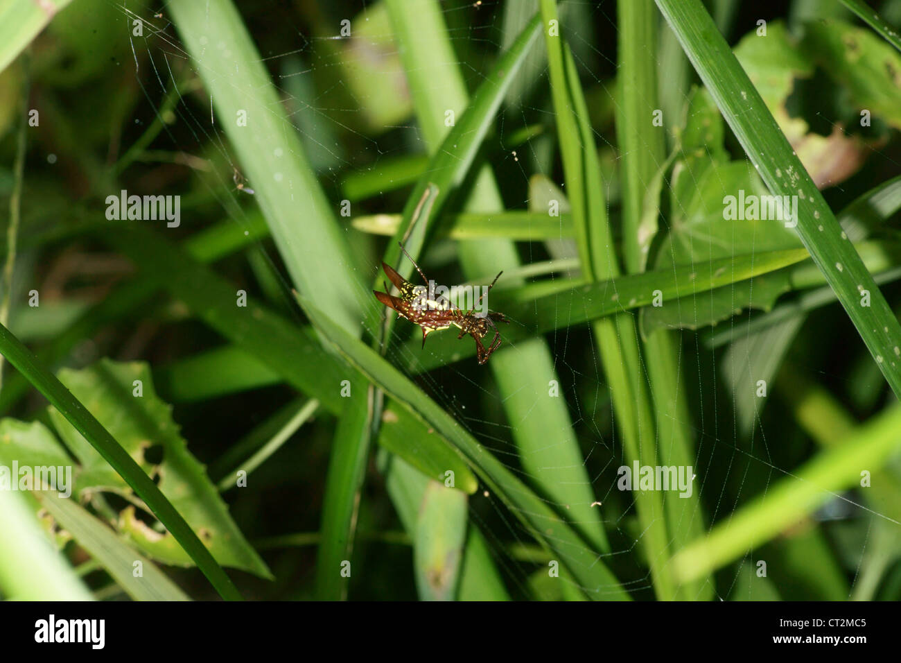 Spiny orb spider Stock Photo - Alamy