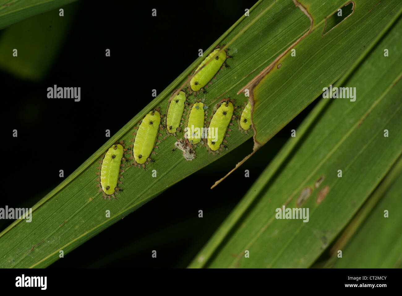 Cricket larvae hi-res stock photography and images - Alamy