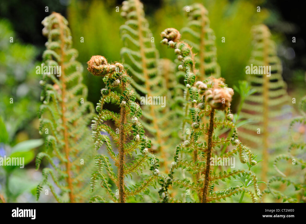 Ostrich ferns, metteuccia struthiopteris, unfurling fronds, Norfolk, UK ...